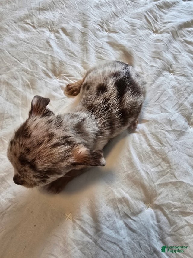 lynn for sale in Newark Valley | Lancaster Puppies