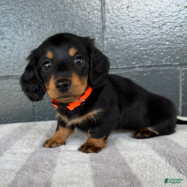 Ashley Miniature Dachshund for sale in Apple Creek | Lancaster Puppies
