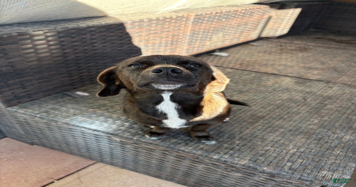 Mixed Breed Puppy 4 for sale in Queen Creek | Lancaster Puppies