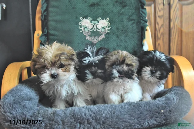 Paul | Lancaster Puppies