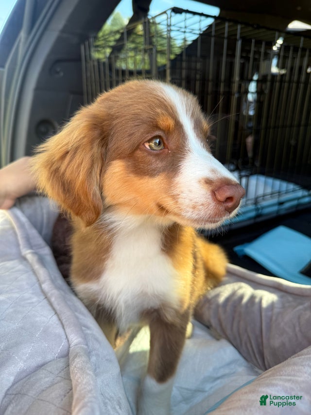 Miniature Australian Shepherd Puppy 1 for sale in Detroit | Lancaster ...