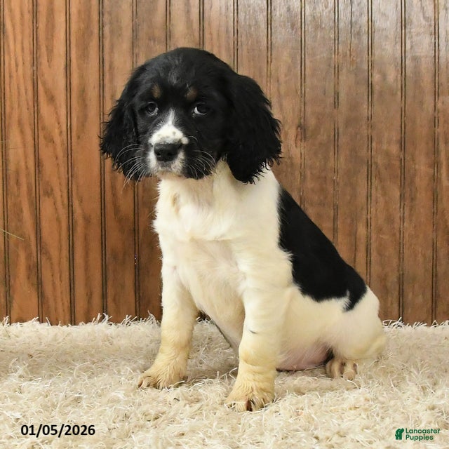 Faith for sale in Millerstown | Lancaster Puppies