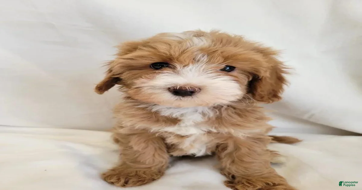 Claris Cavapoo for sale in Valparaiso | Lancaster Puppies