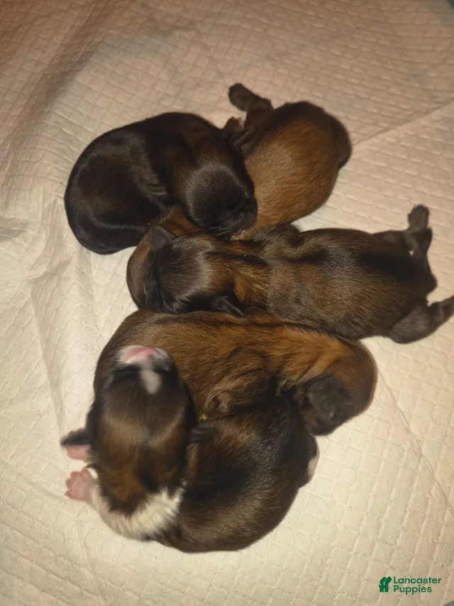 Coal Shorkie for sale in Fisher | Lancaster Puppies