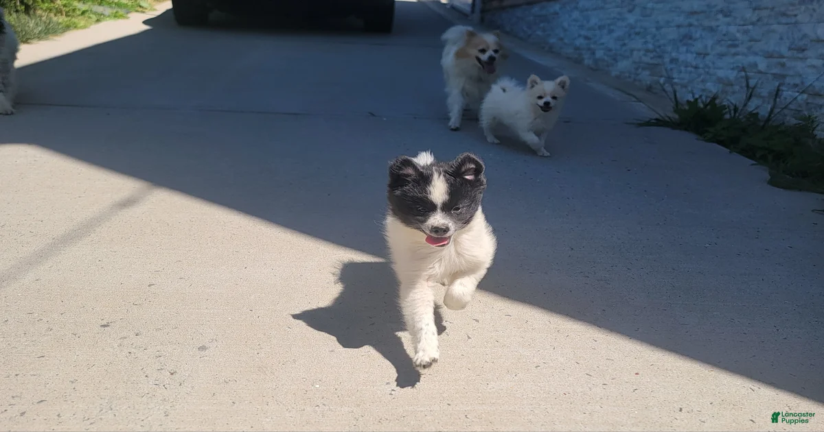 Pomeranian Puppies for sale in Providence, Rhode Island | Lancaster Puppies