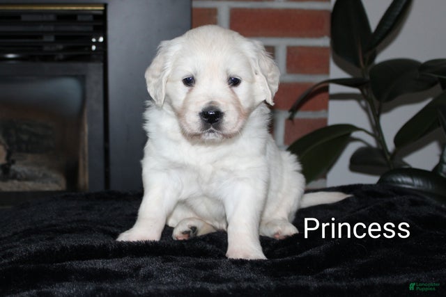 Princess for sale in Reinholds | Lancaster Puppies