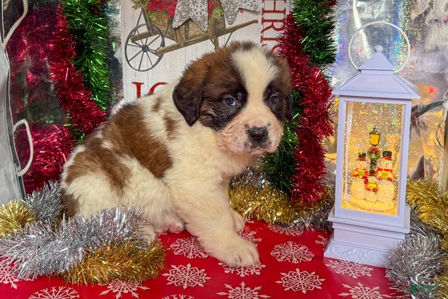 Matilda for sale in Orwell | Lancaster Puppies