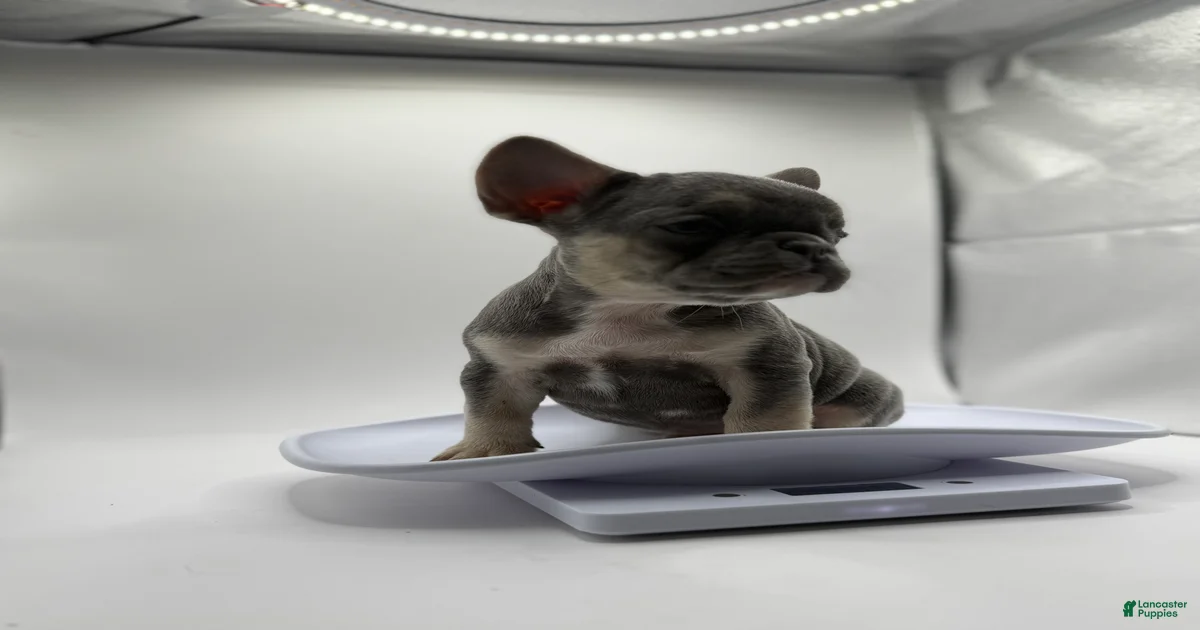 Princess French Bulldog for sale in East Riverdale | Lancaster Puppies