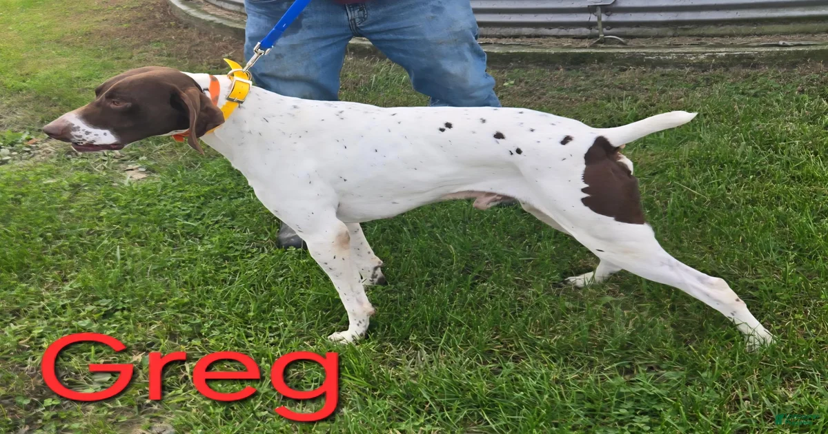 German Shorthaired Pointer Puppy 2 German Shorthaired Pointer for sale ...