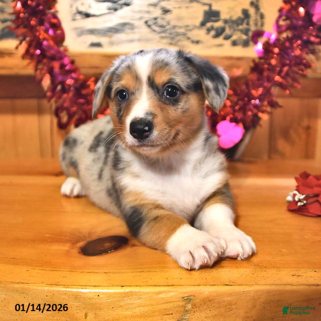 Smokey for sale in Fort Plain | Lancaster Puppies