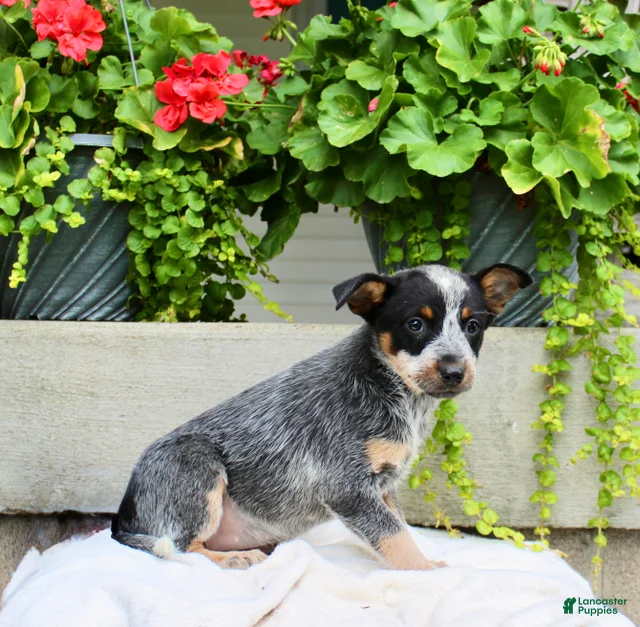 Candy Australian Cattle Dog for sale in Apple Creek | Lancaster Puppies