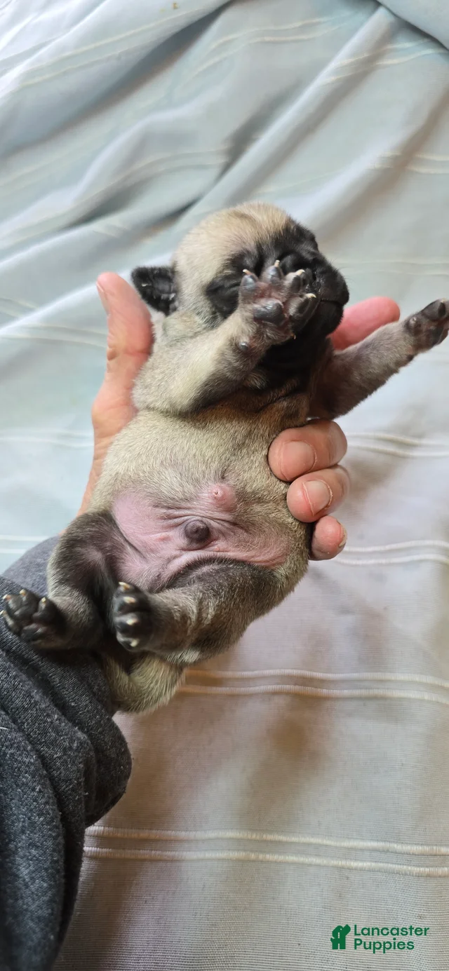 Jack Pug for sale in Hawley | Lancaster Puppies