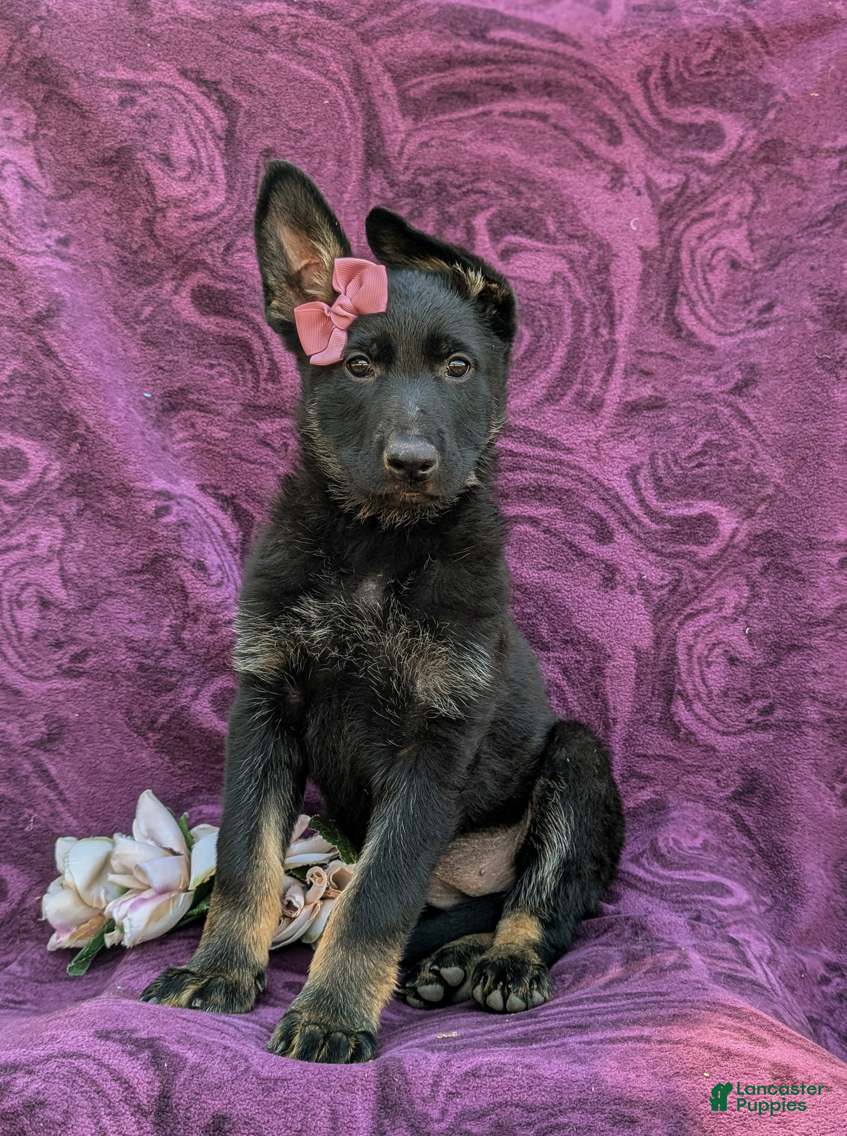 Sabrina German Shepherd for sale in Dover | Lancaster Puppies