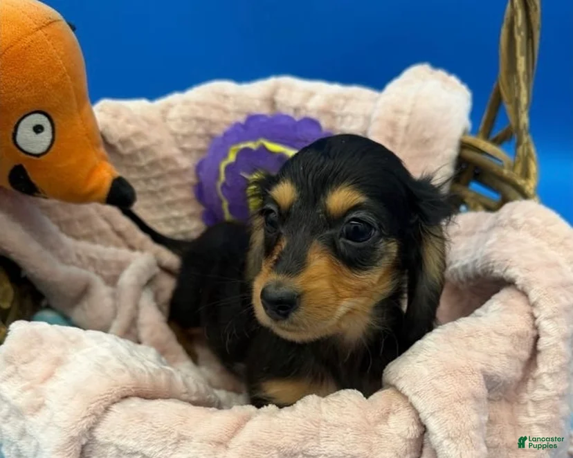 Miniature Dachshund Puppy 3 Miniature Dachshund for sale in San ...