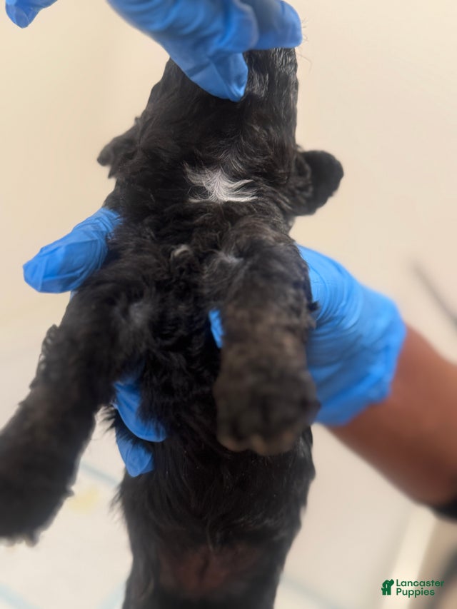 Mini Goldendoodle’ Mable’ for sale in Cherry Hill Township | Lancaster ...