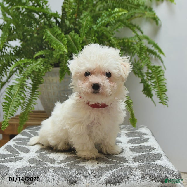 Skipper for sale in Ronks | Lancaster Puppies