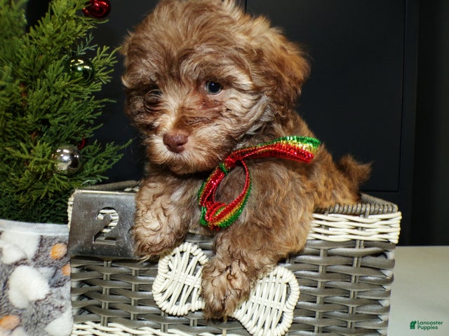 Havanese Puppy 2 Cody for sale in Shipshewana | Lancaster Puppies