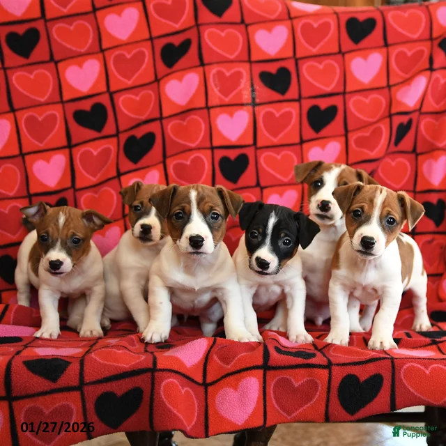 Valentine for sale in East Earl | Lancaster Puppies