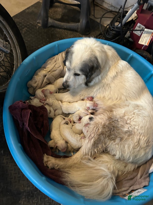 Great Pyrenees litter of 10 puppies for sale in Howell | Lancaster Puppies