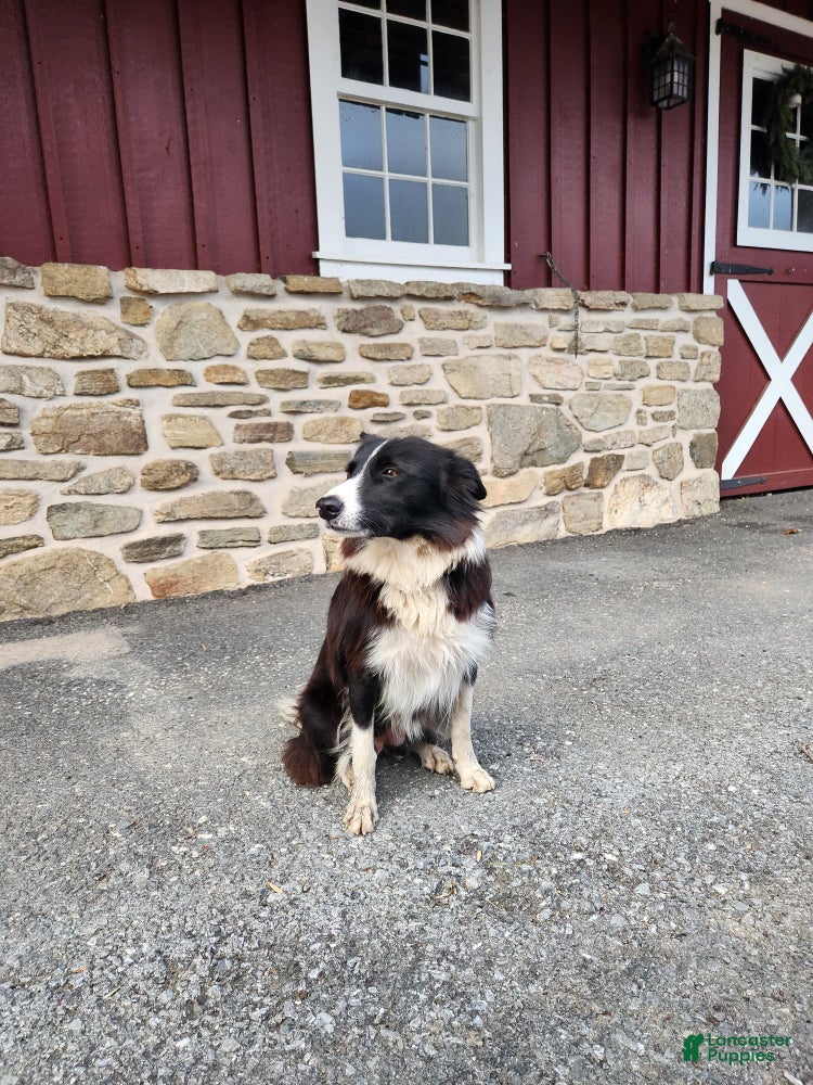 Border Collie - Dottie for sale in Robesonia | Lancaster Puppies