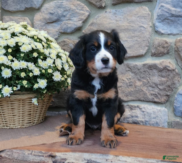 Miniature Bernese Mountain Dog Puppy 3 for sale in Myerstown ...
