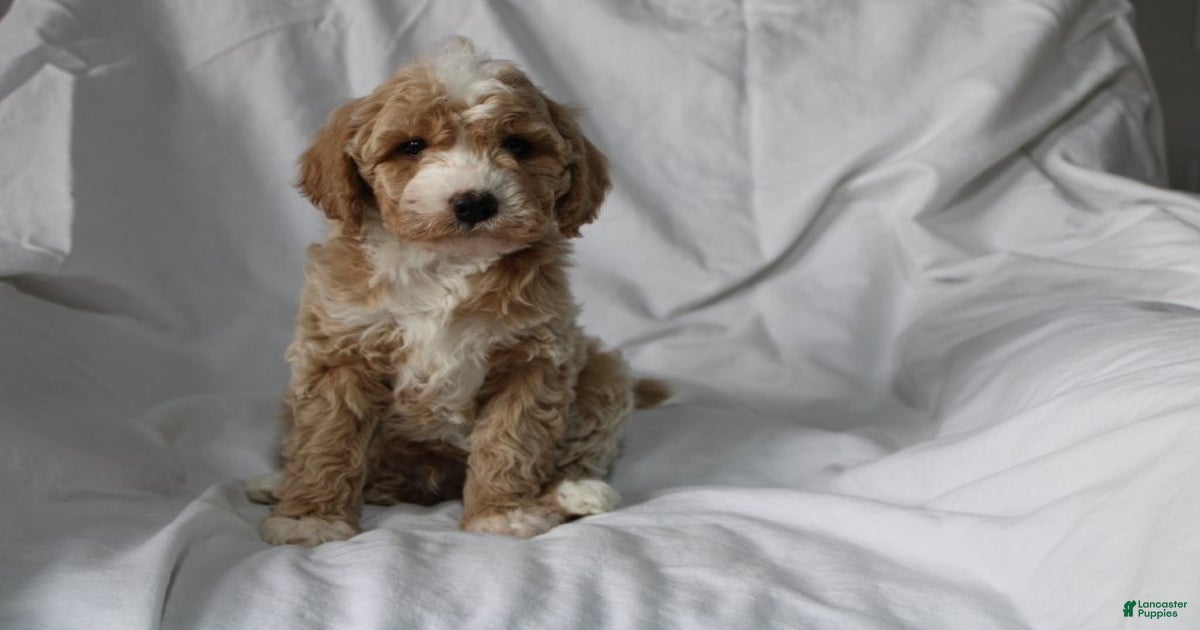 CavaPooChon male - JUMBLES for sale in Fredericksburg | Lancaster Puppies