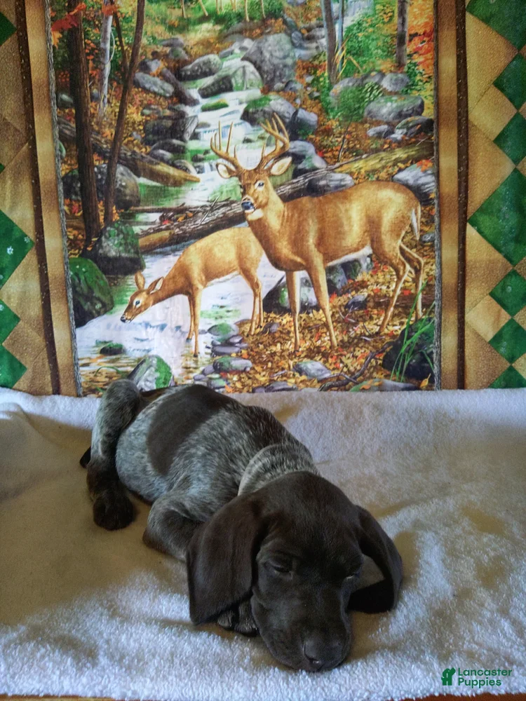 German Shorthaired Pointer 1 German Shorthaired Pointer for sale in ...