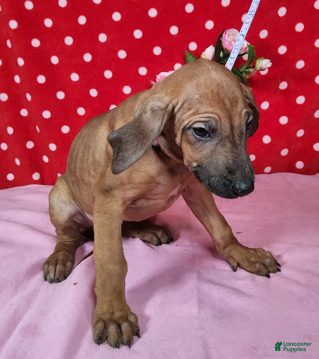 Roxy for sale in Jonestown | Lancaster Puppies