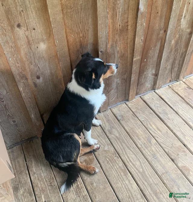 Roxi Mixed Breed for sale in Addison | Lancaster Puppies