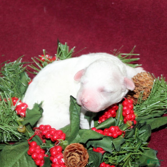 Vonny for sale in Manheim | Lancaster Puppies