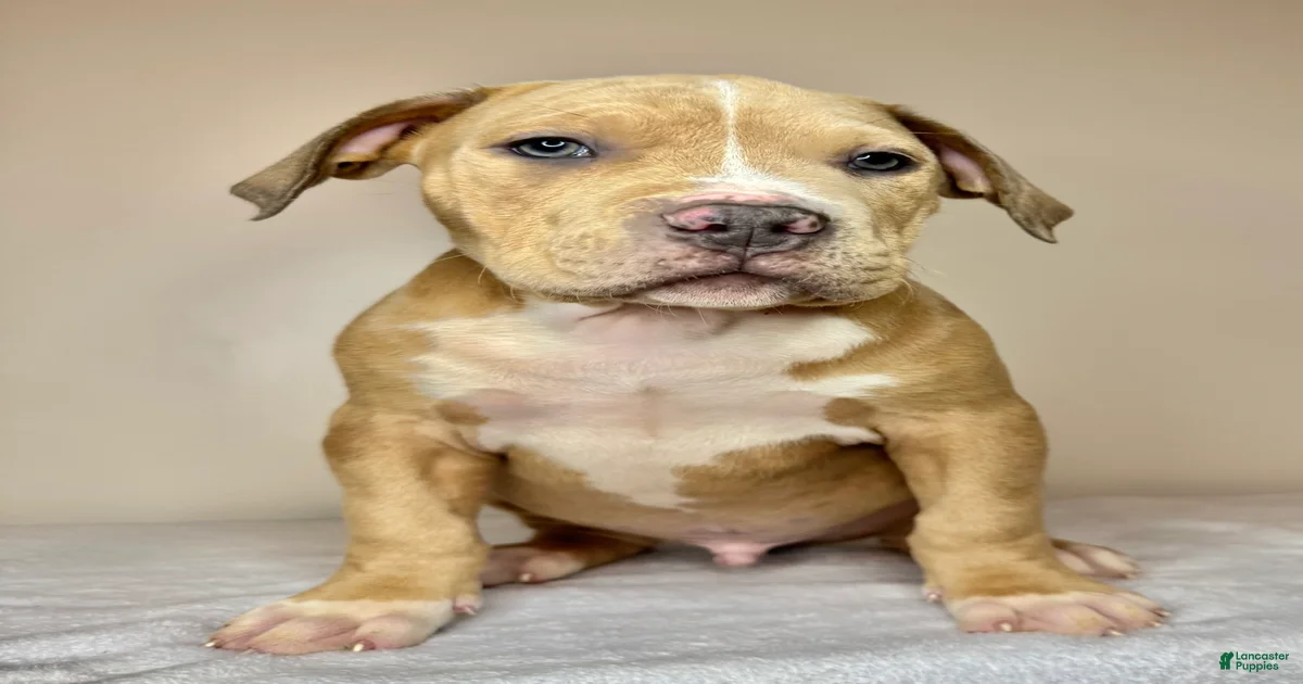American Bully Puppy 4 American Bully for sale in Powder Springs ...