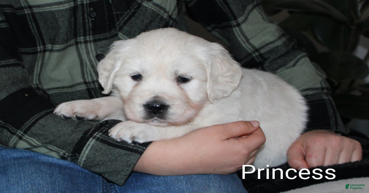 Princess for sale in Reinholds | Lancaster Puppies