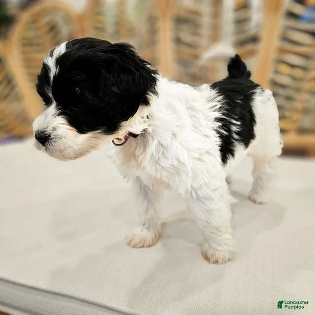 Raven B. 🩷 Portuguese Water Dog for sale in Beavertown | Lancaster Puppies