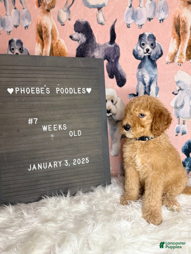 Standard Poodle Puppy 3 for sale in Westminster | Lancaster Puppies