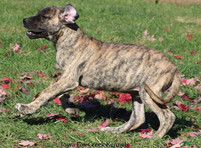 Great Dane Puppy 1 for sale in Unionville | Lancaster Puppies