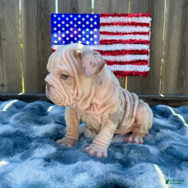 Yoshi English Bulldog for sale in Spring | Lancaster Puppies