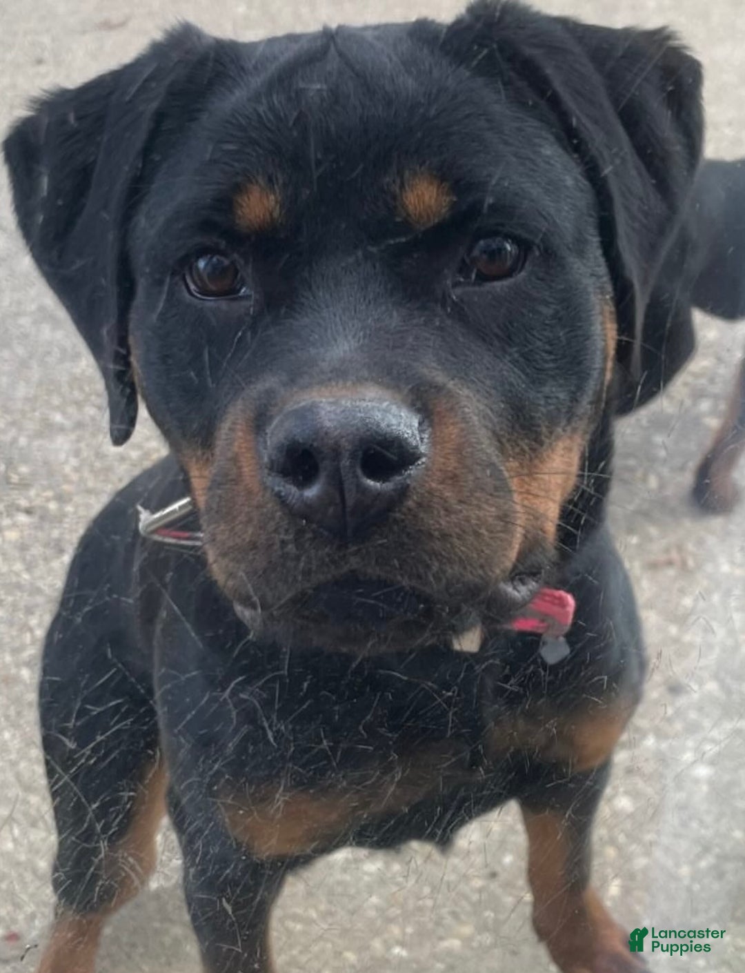 Loner for sale in Newark | Lancaster Puppies