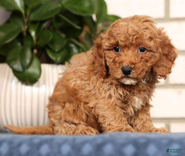 Fiona for sale in Millersburg | Lancaster Puppies