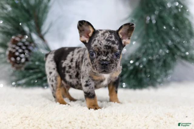 Felix for sale in Millersburg | Lancaster Puppies