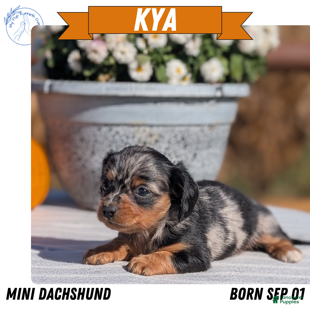 Puppies for sale in Milwaukee, Wisconsin | Lancaster Puppies