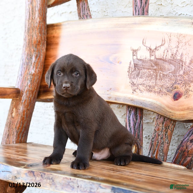 Zeke for sale in Honey Brook | Lancaster Puppies