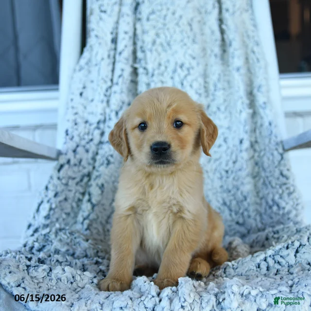 Ginger Golden Retriever for sale in Lititz | Lancaster Puppies