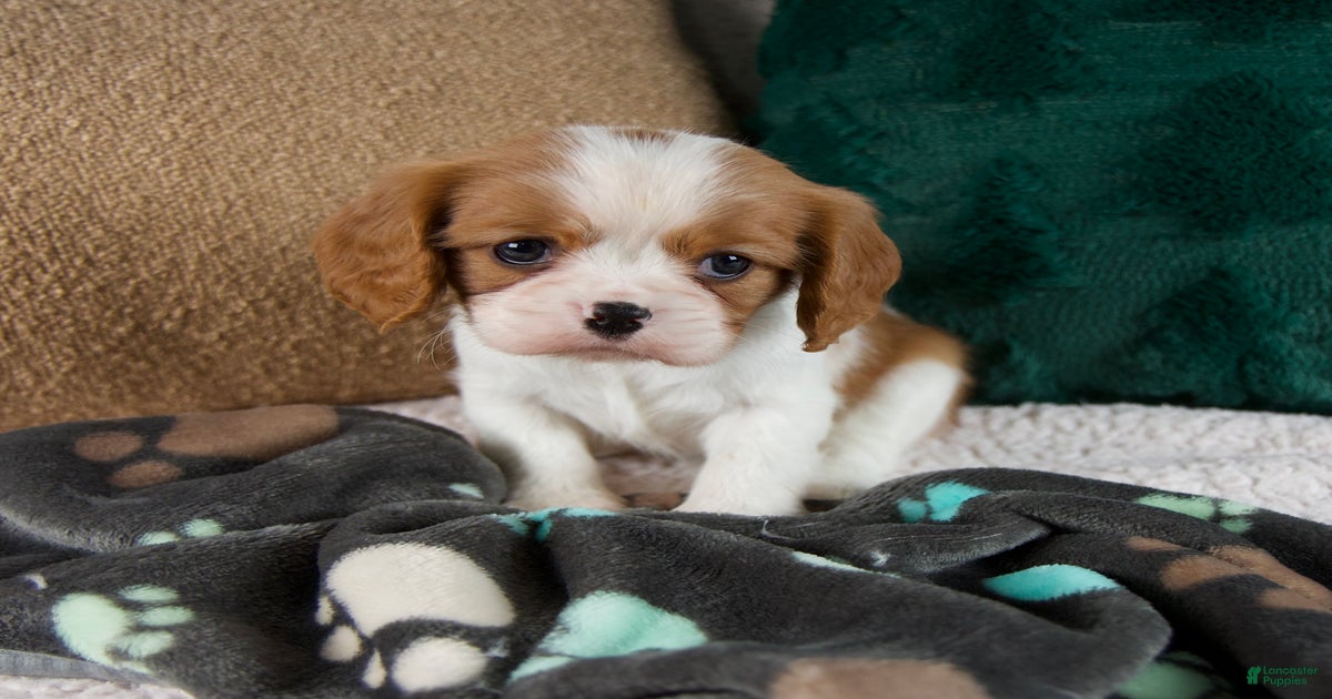Annie for sale in Dundee | Lancaster Puppies