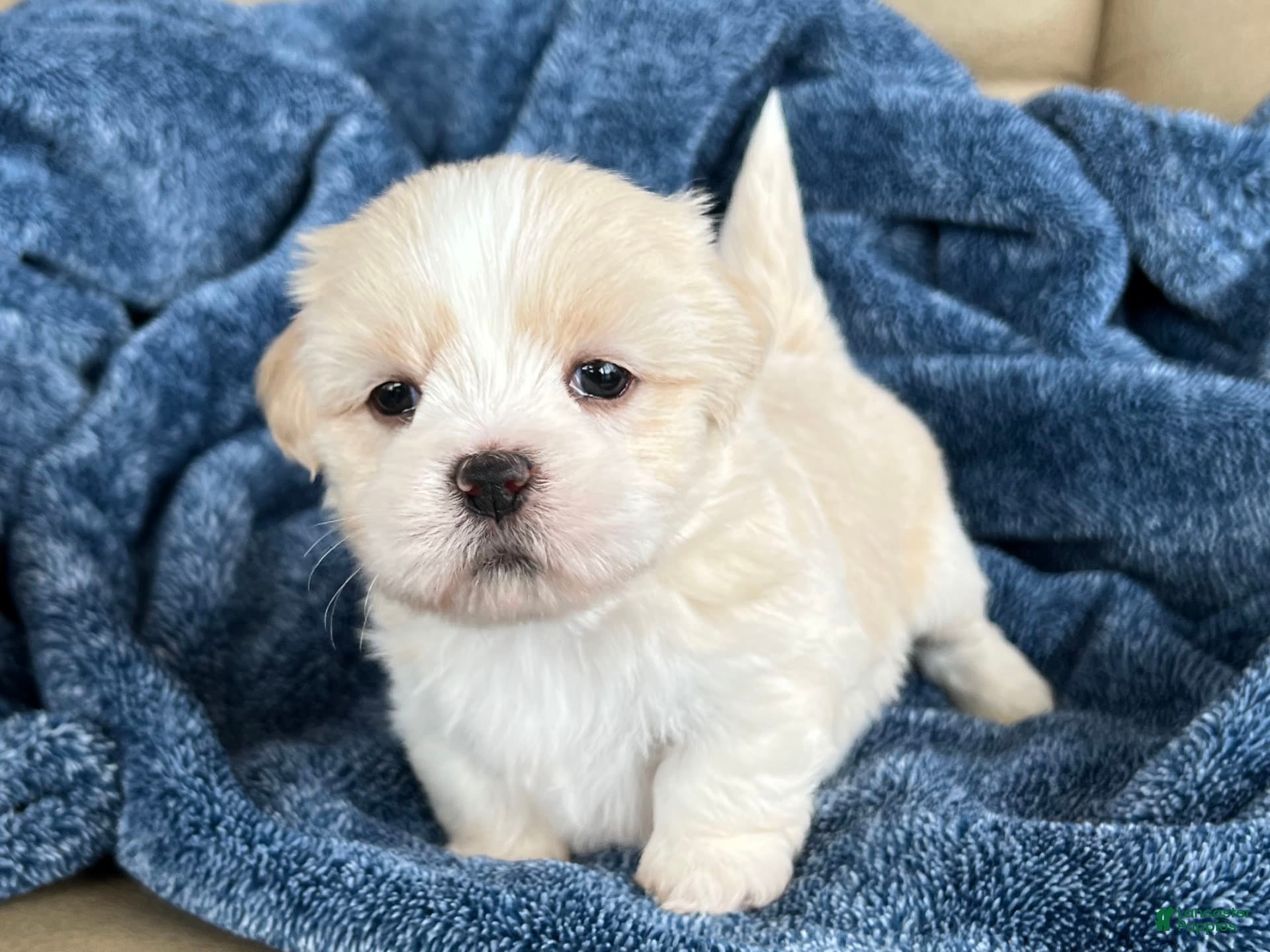 Lhasa Apso Puppies for sale | Lancaster Puppies