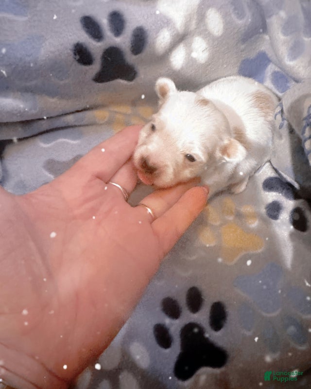 AKC Glacierpaw for sale in North Judson | Lancaster Puppies