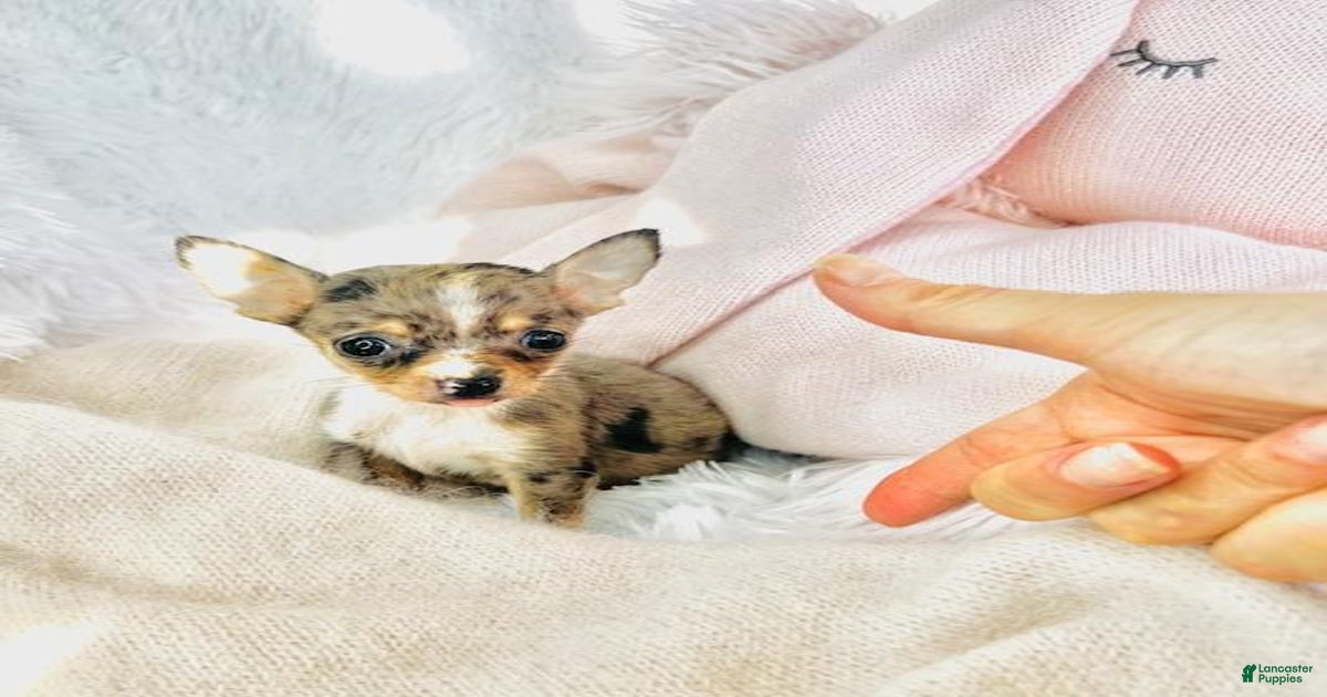 Teacup Merle Chihuahua for sale in Thonotosassa | Lancaster Puppies
