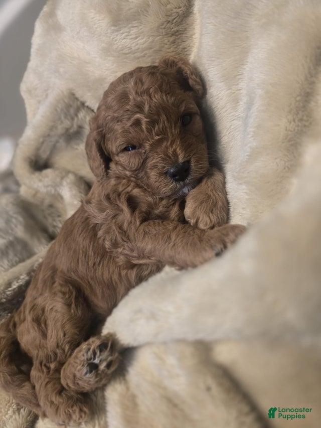 Sky for sale in Alexandria | Lancaster Puppies