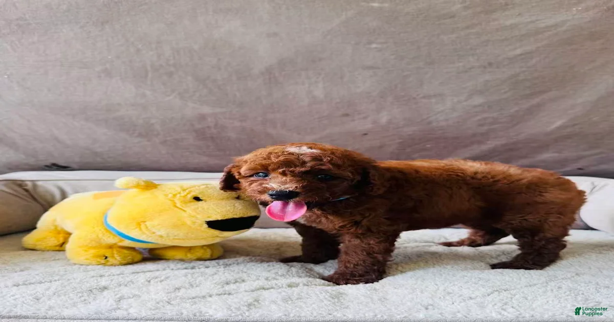 Mini Goldendoodle Puppies for sale in Florida | Lancaster Puppies