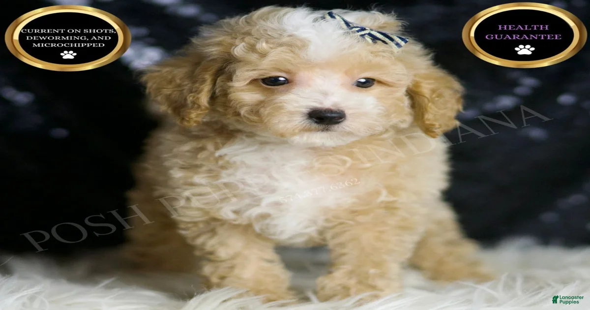 Apricot and white Maltipoo Puppies for sale | Lancaster Puppies