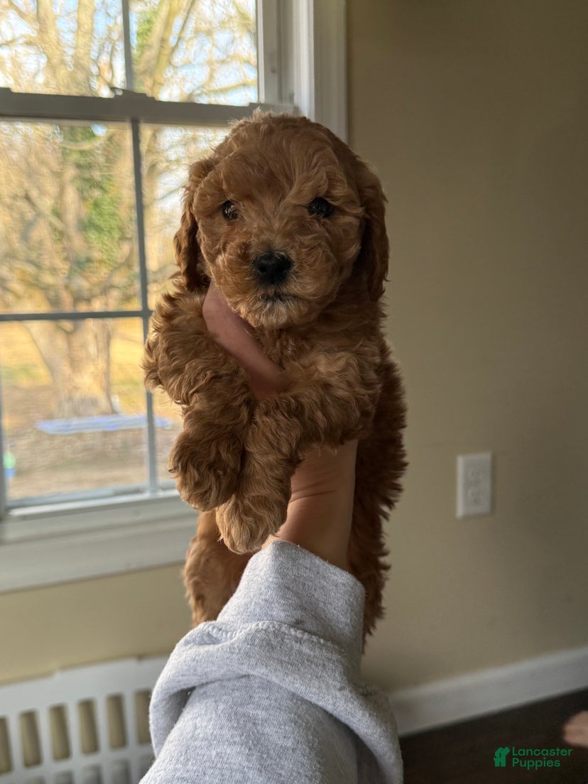 Miniature Poodle Puppy 3 for sale in Smyrna | Lancaster Puppies